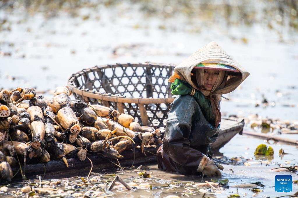Farmers busy with harvesting lotus roots in Lingjiaohu Village, Hunan ...