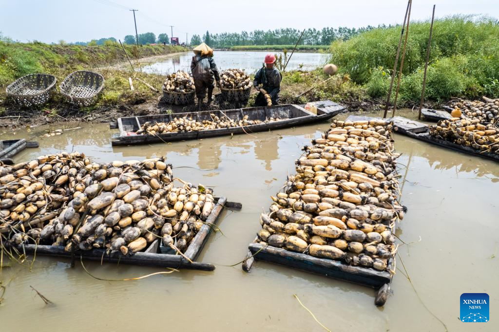 Farmers busy with harvesting lotus roots in Lingjiaohu Village, Hunan ...