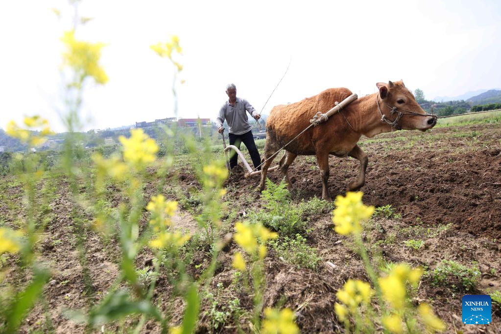 Spring farming underway across China-Xinhua