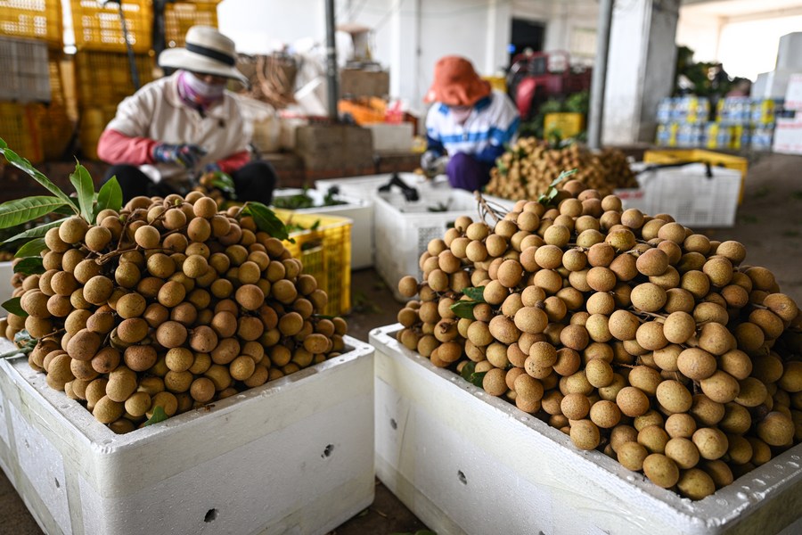 Economy&Life | Longan fruits enter harvest season in S China's Hainan ...