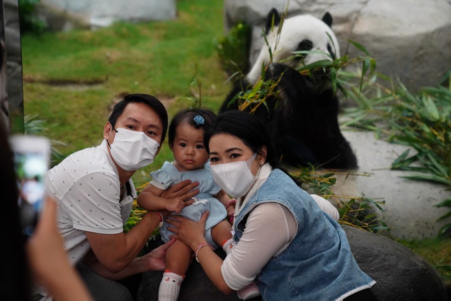 Giant pandas enjoy colorful life with their "human family" in Hong Kong ...