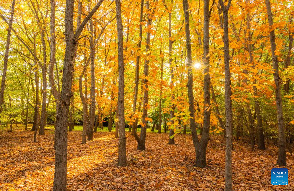 Autumn scenery of Canberra, Australia-Xinhua