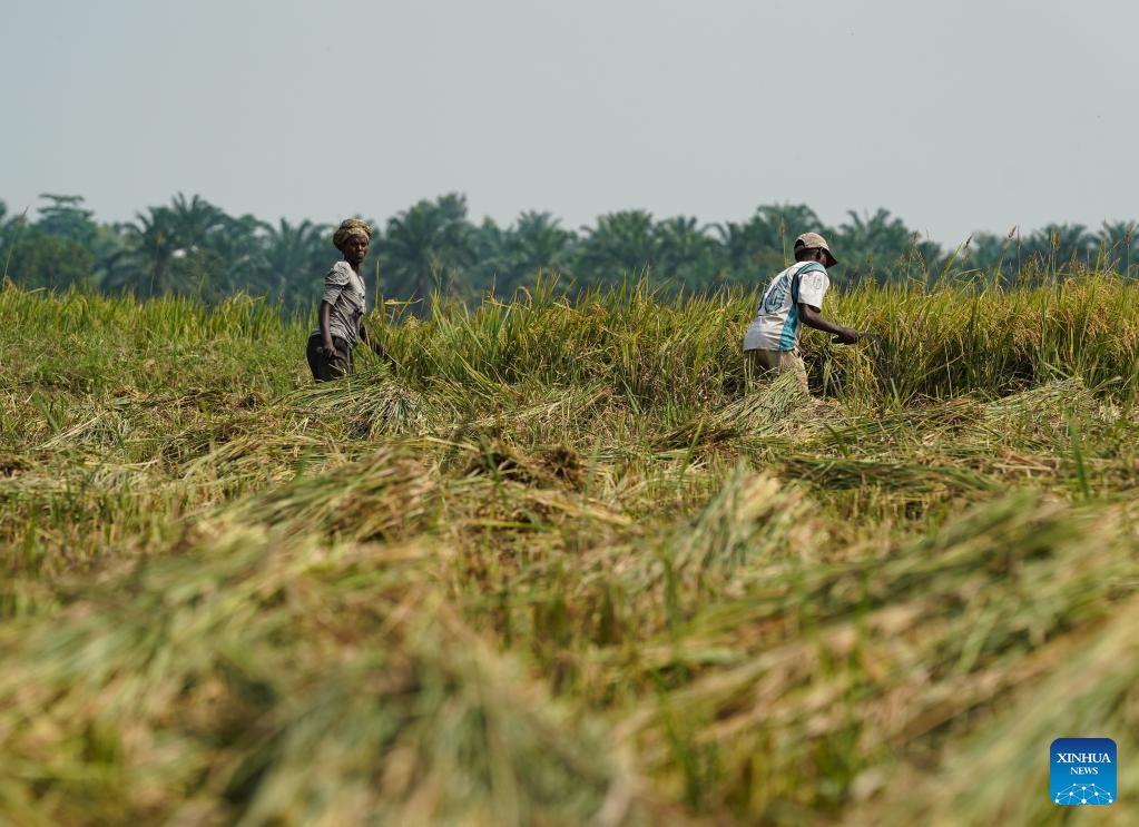 Economic Watch: Chinese technology helps Africa pursue quality ...