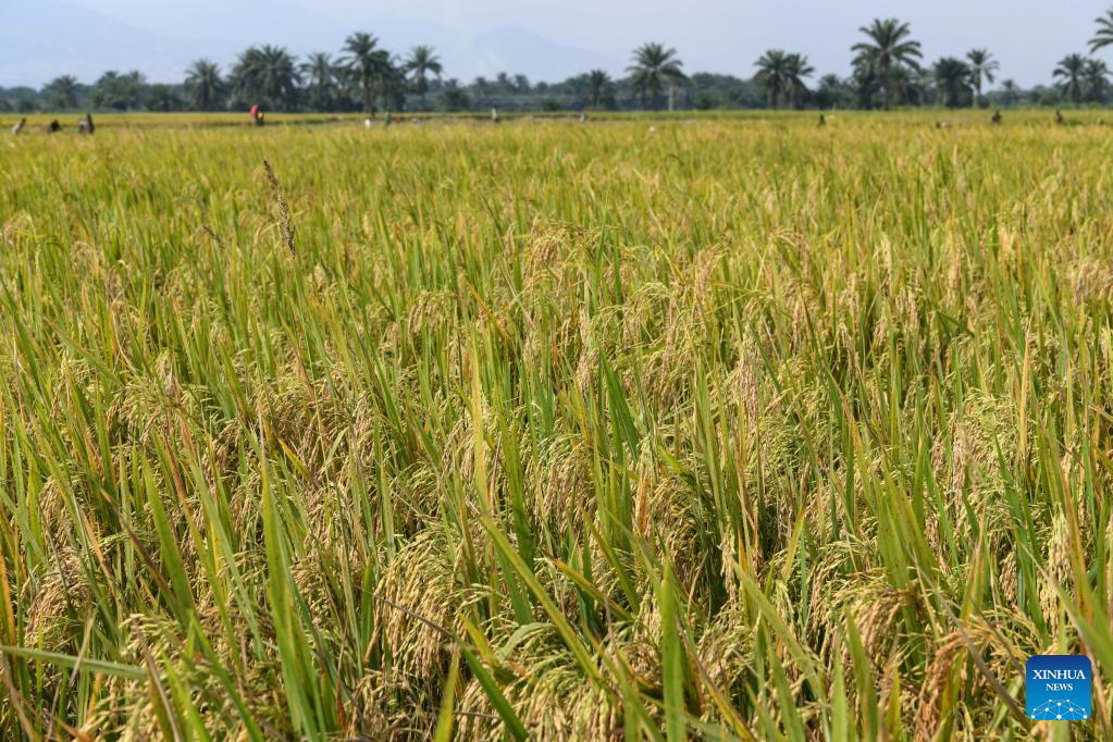 Economic Watch: Chinese technology helps Africa pursue quality ...