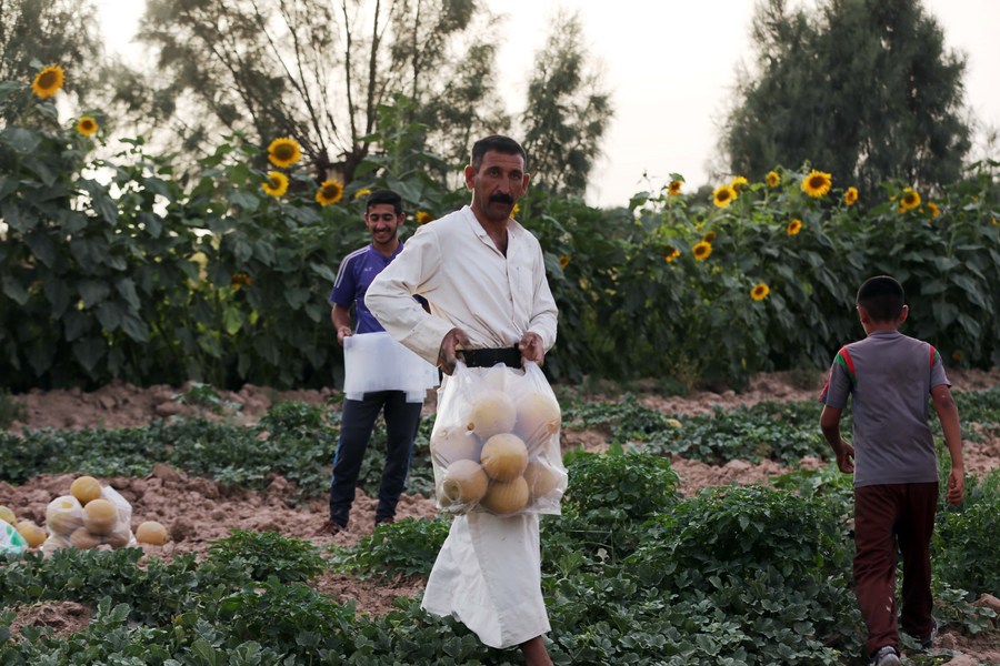 Mideast in Pictures: Harvest in Iraq-Xinhua