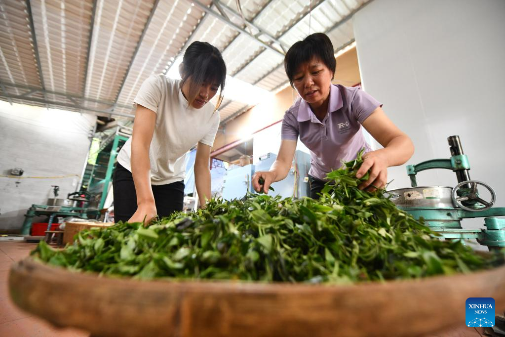 Inheritor of Liubao tea making technique in S China's Guangxi-Xinhua