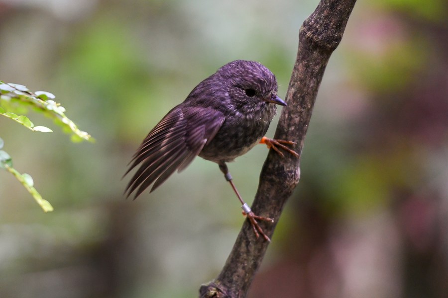 New Zealand robins display love on menu: research-Xinhua