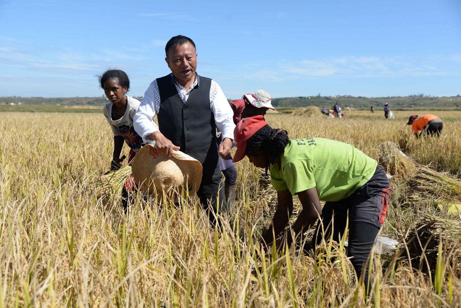 LensToLens | Hybrid rice harvest across thousands of miles-Xinhua