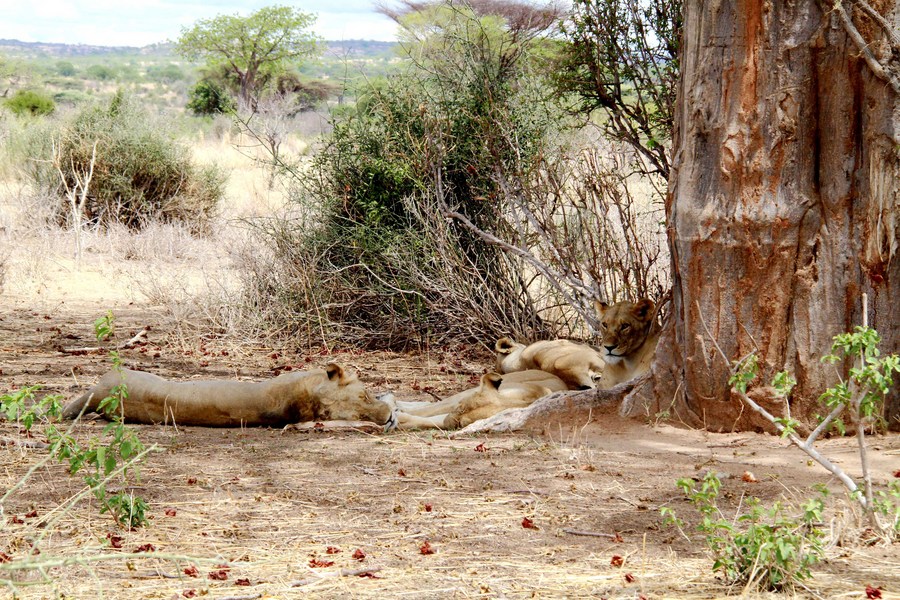 Tanzanian gov't urged to control prowling lions after they kill 53 ...