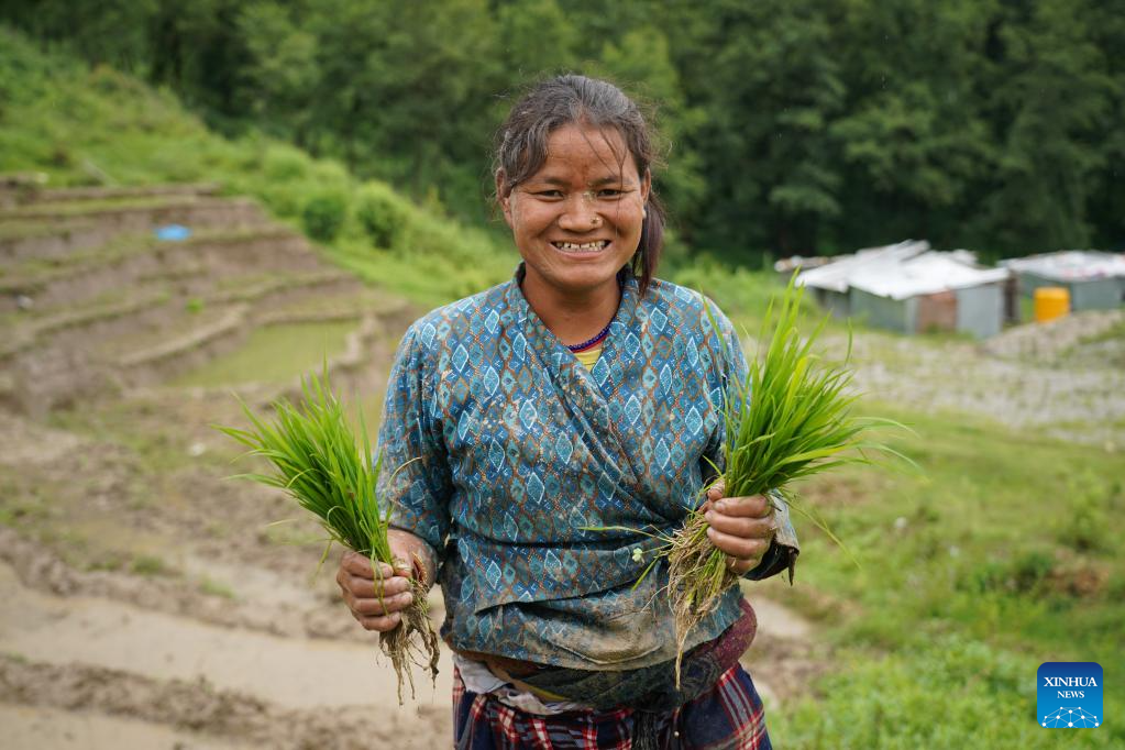 People plant paddy seedlings during National Paddy Day in Lalitpur ...