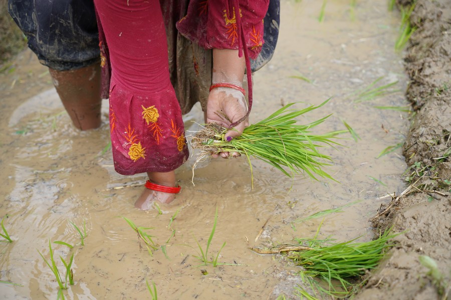 Asia Album: Planting paddy seedlings on National Paddy Day in Nepal-Xinhua