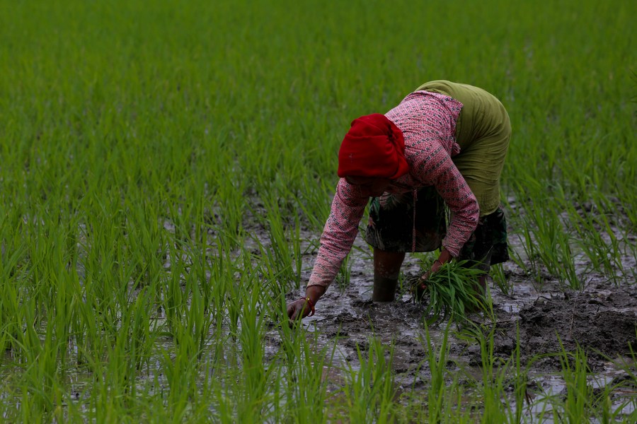 Asia Album: Planting paddy seedlings on National Paddy Day in Nepal-Xinhua