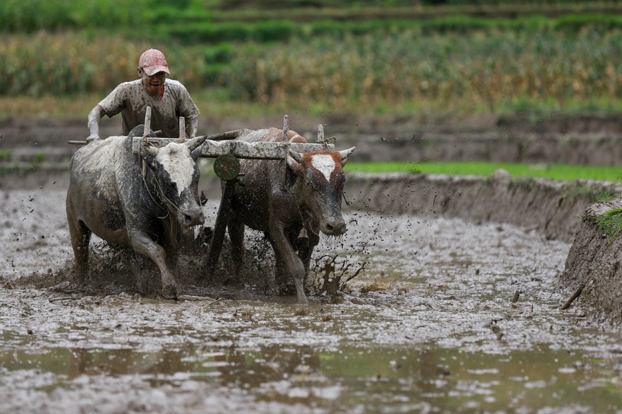 Asia Album: Planting paddy seedlings on National Paddy Day in Nepal-Xinhua