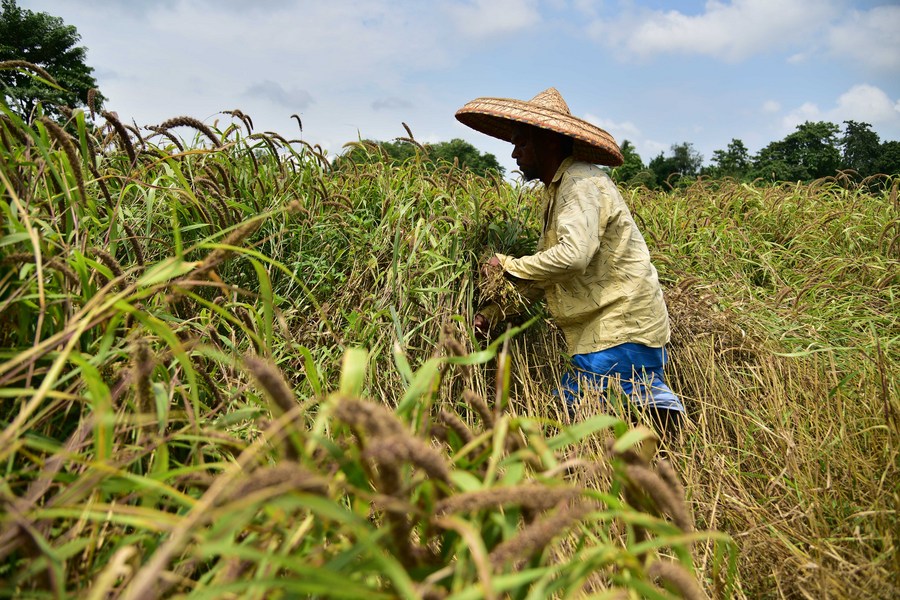 Asia Album: India's Nagaon welcomes harvest of millet-Xinhua