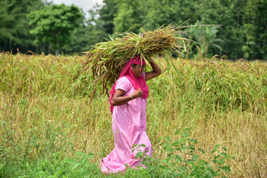 Asia Album: India's Nagaon welcomes harvest of millet-Xinhua