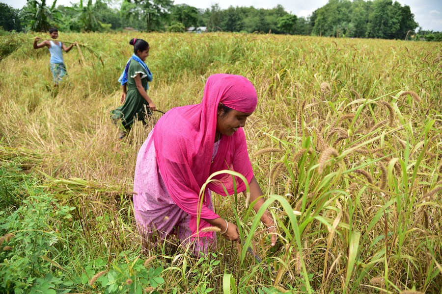 Asia Album: India's Nagaon welcomes harvest of millet-Xinhua