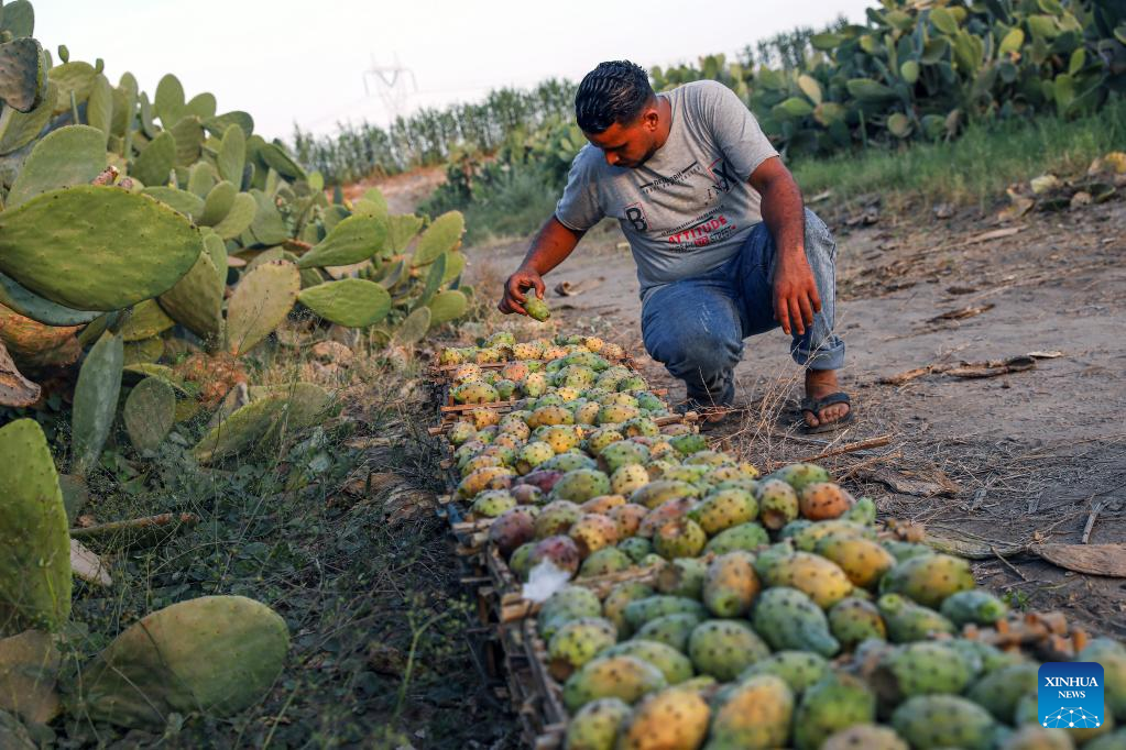 Farmers harvest prickly pears in Egypt-Xinhua