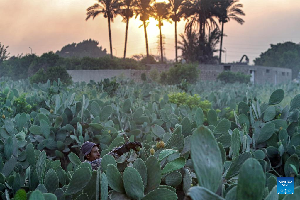 Farmers harvest prickly pears in Egypt-Xinhua
