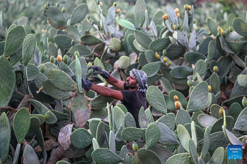 Farmers harvest prickly pears in Egypt-Xinhua