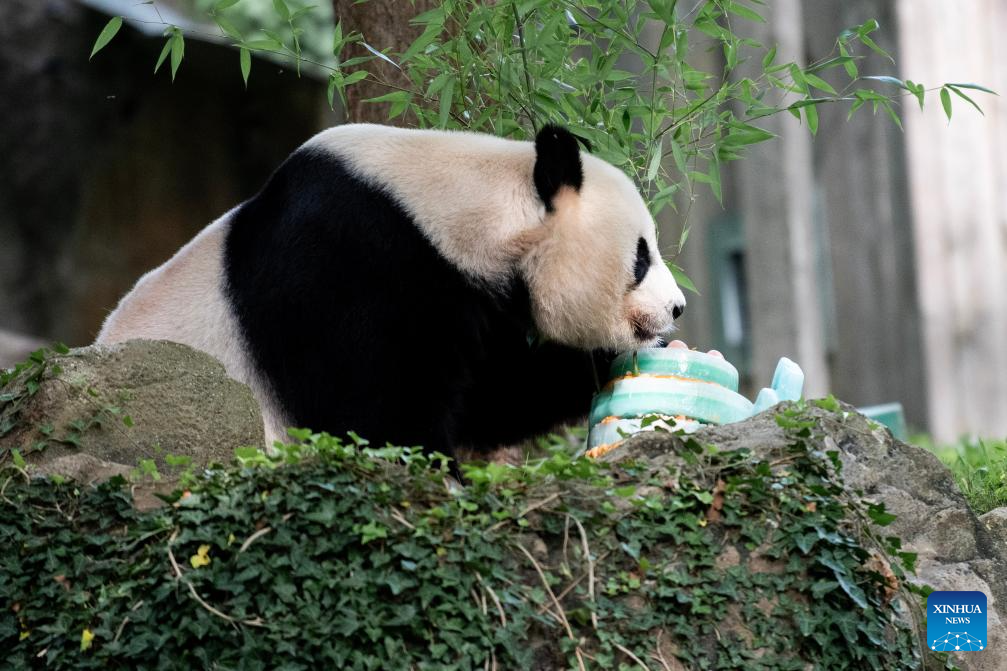 Giant panda Mei Xiang celebrates 25th birthday in U.S.-Xinhua