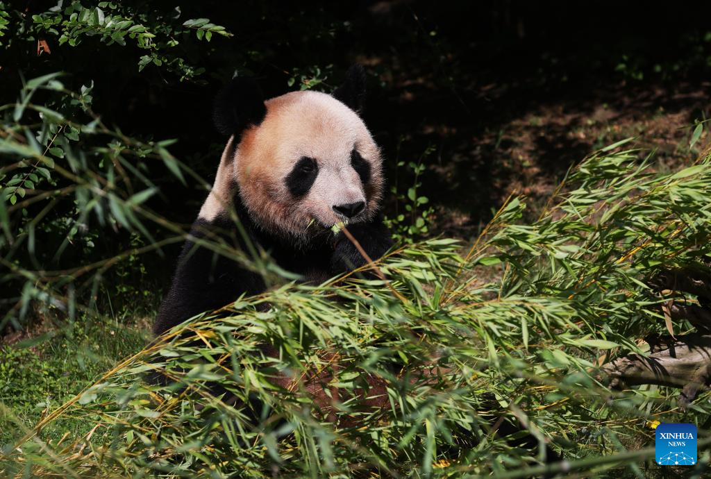 Giant panda Yuan Meng to return to China-Xinhua