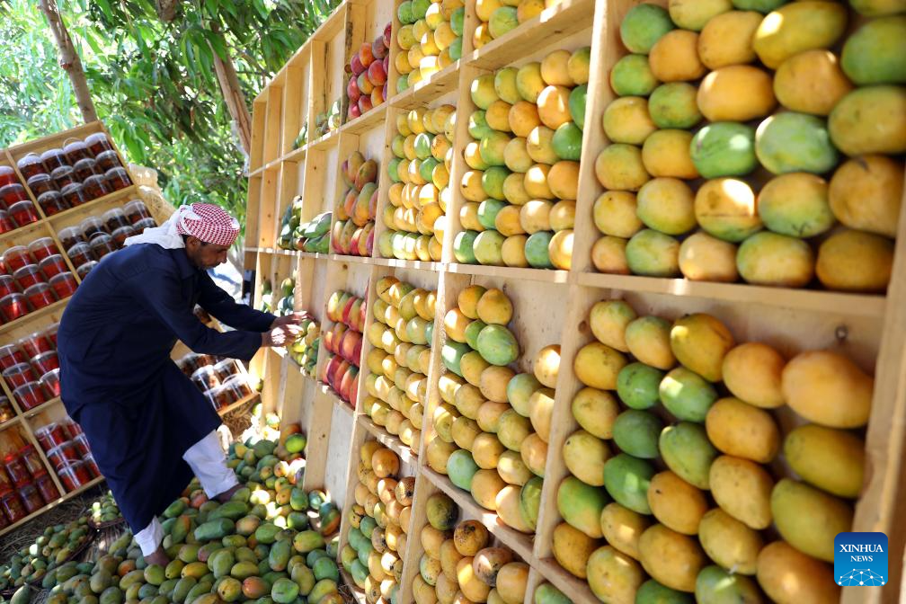 Farmers harvest mangos at farm in Egypt-Xinhua