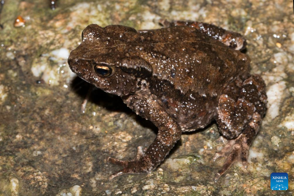 New toad species found in south China-Xinhua