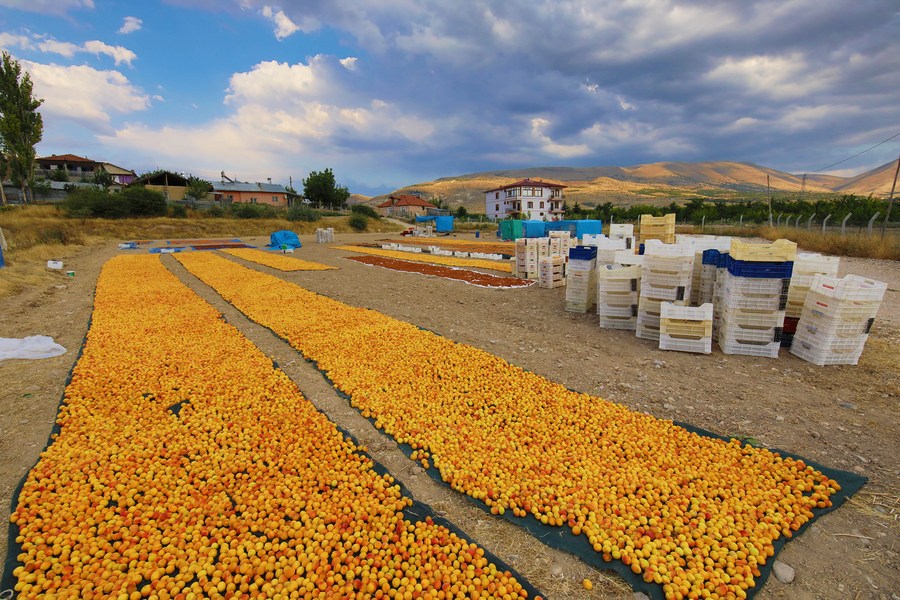 Mideast in Pictures: Apricot harvest in central Türkiye-Xinhua