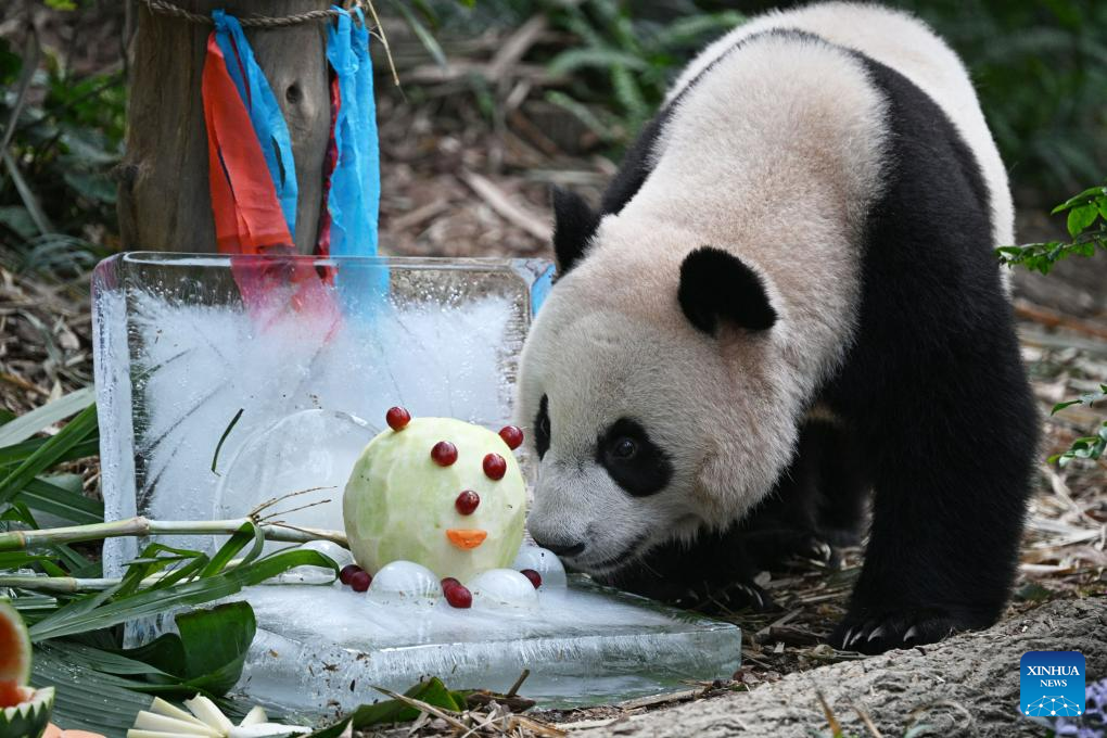 Giant panda Le Le celebrates second birthday in Singapore-Xinhua
