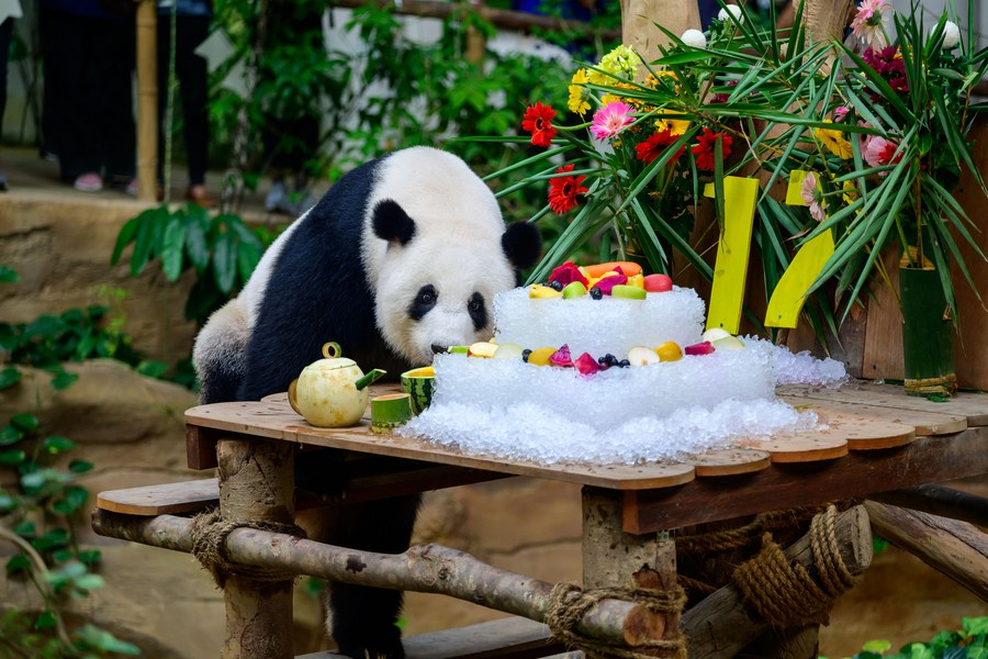 Asia Album: Giant panda "ambassadors" mark 17th birthday in Malaysia-Xinhua