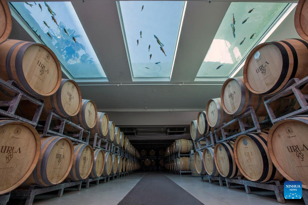 Feature: Türkiye's Aegean vineyards attract wine lovers across world-Xinhua