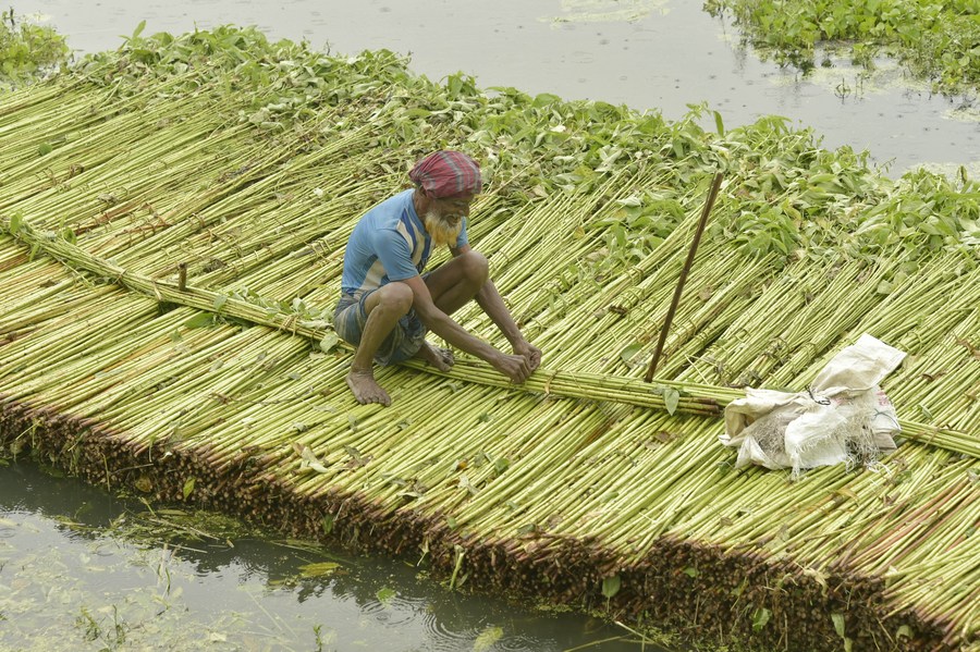 Jute Plant Field