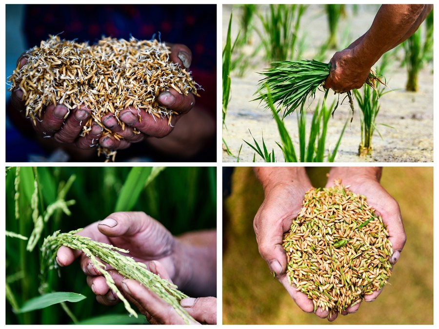 Economy&Life | Hybrid rice breeding industry boosts rural ...
