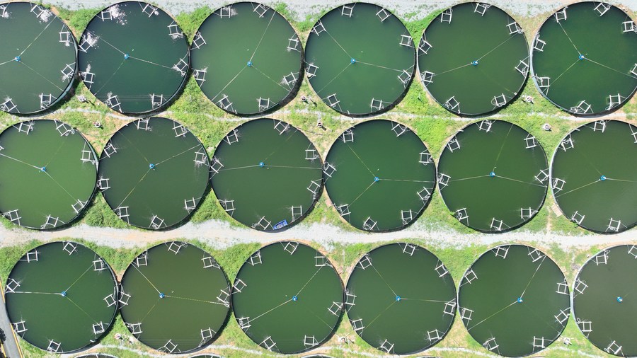 AmazingAnhui | Fermented mandarin fish industry of Huangshan grows ...