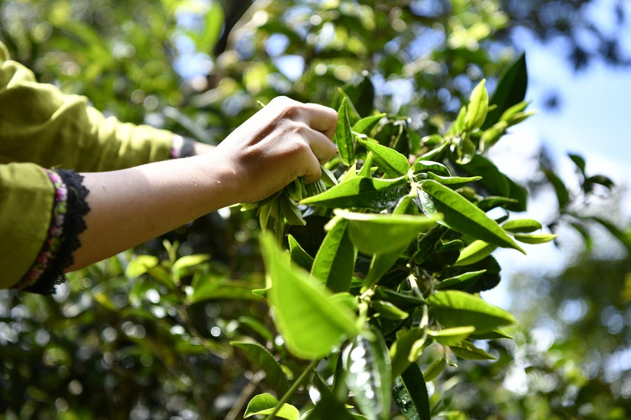 Economy&Life | Ancient tea forest enters autumn harvest season in ...