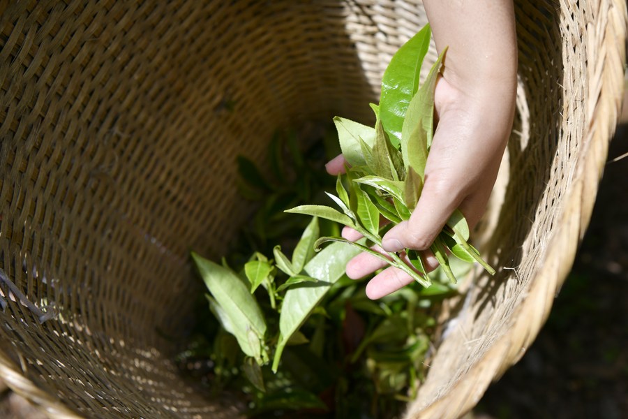 Economy&Life | Ancient tea forest enters autumn harvest season in ...