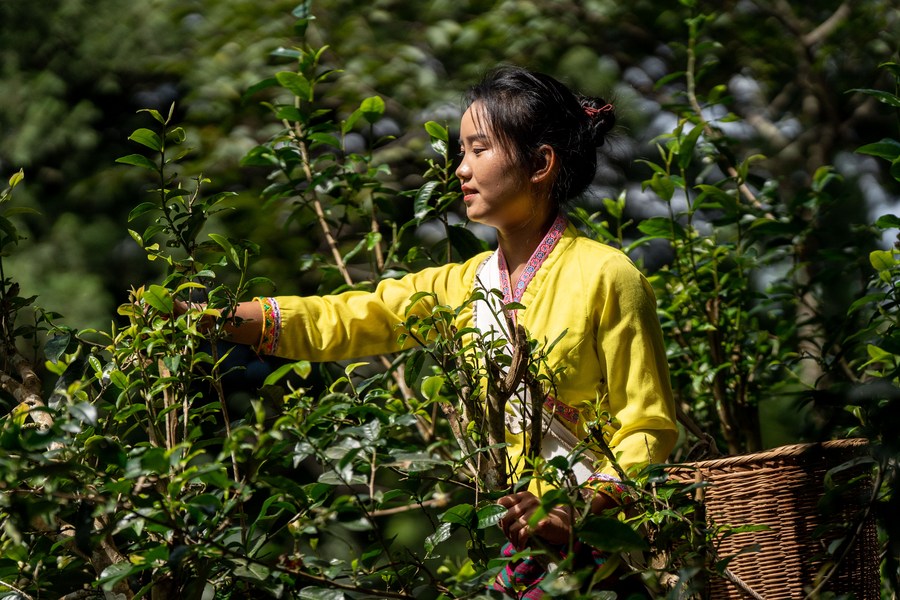 Economy&Life | Ancient tea forest enters autumn harvest season in ...