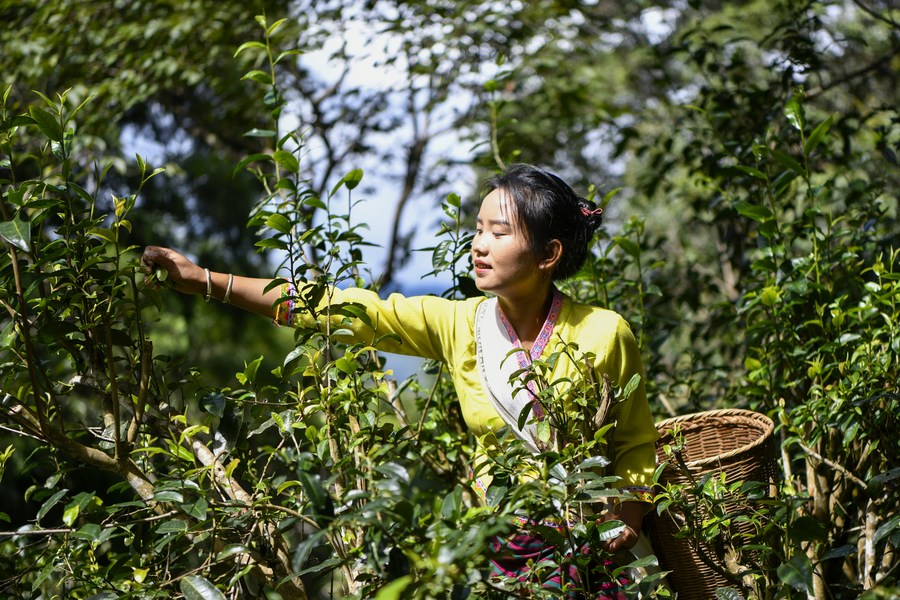 Economy&Life | Ancient tea forest enters autumn harvest season in ...