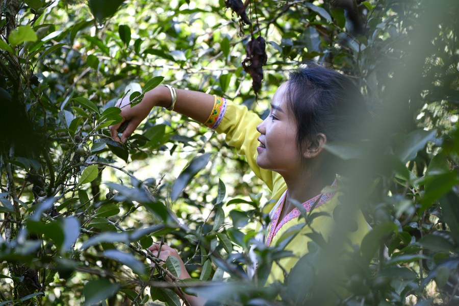Economy&Life | Ancient tea forest enters autumn harvest season in ...