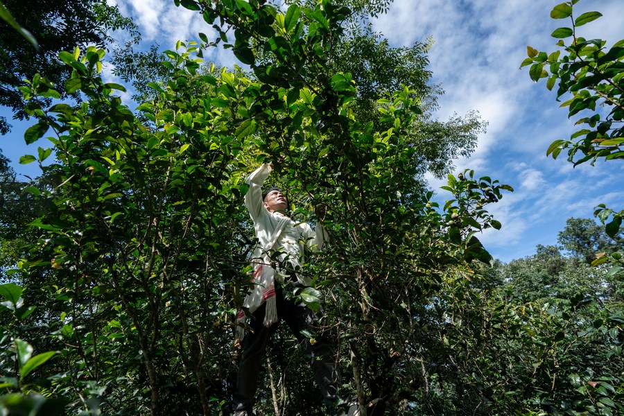 Economy&Life | Ancient tea forest enters autumn harvest season in ...