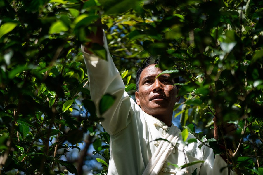 Economy&Life | Ancient tea forest enters autumn harvest season in ...