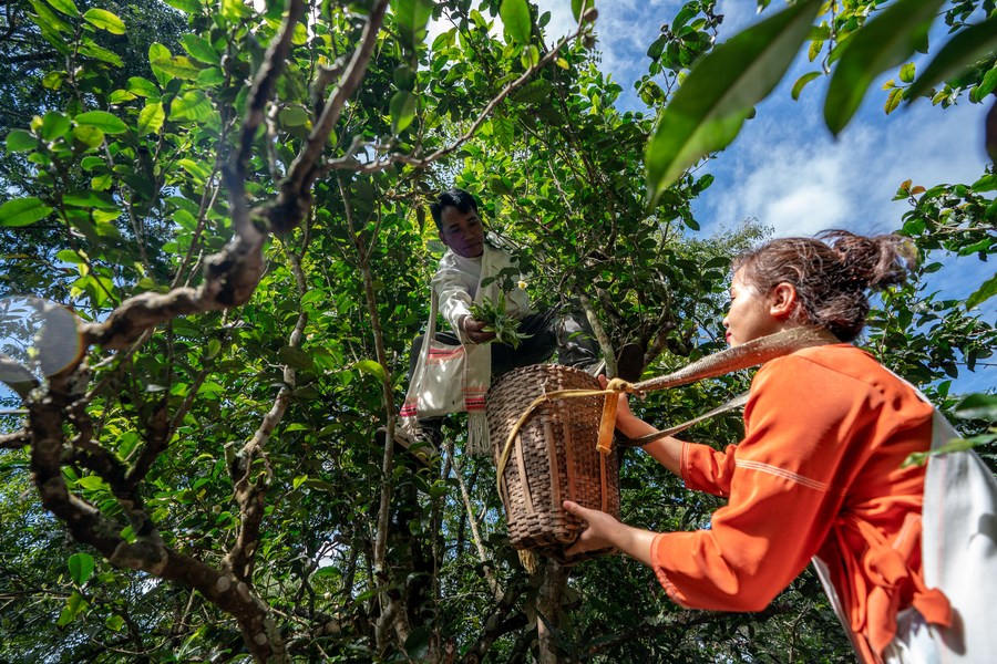 Economy&Life | Ancient tea forest enters autumn harvest season in ...