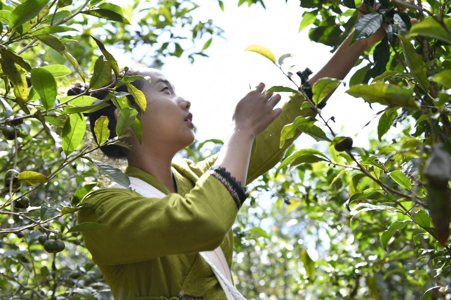Economy&Life | Ancient tea forest enters autumn harvest season in ...