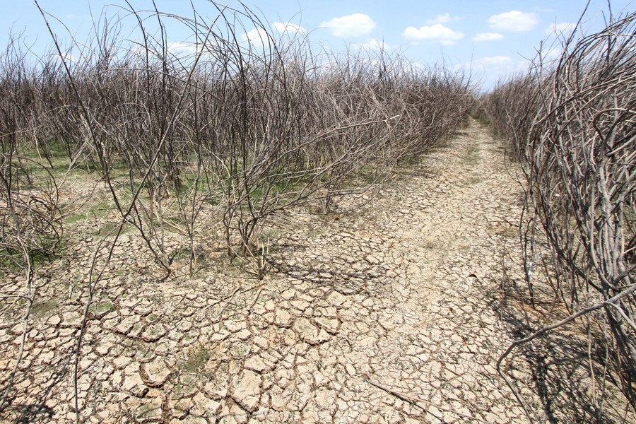 Asia Album: Drought hits Indonesia's central, west Java provinces-Xinhua