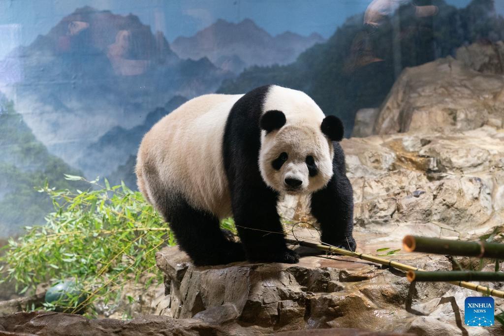 Farewell for giant pandas brings warmth to Washington's autumn chill-Xinhua
