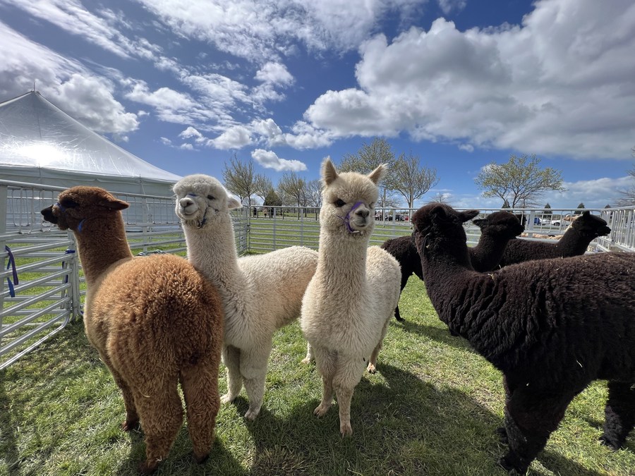 Asia Album: National alpaca show in New Zealand-Xinhua