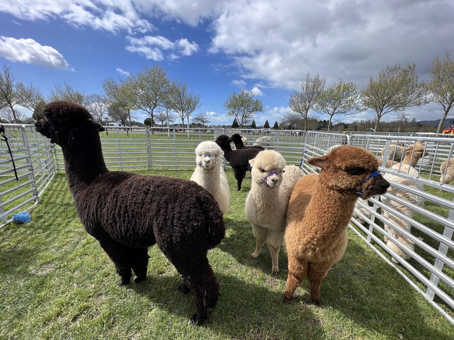 Asia Album: National alpaca show in New Zealand-Xinhua