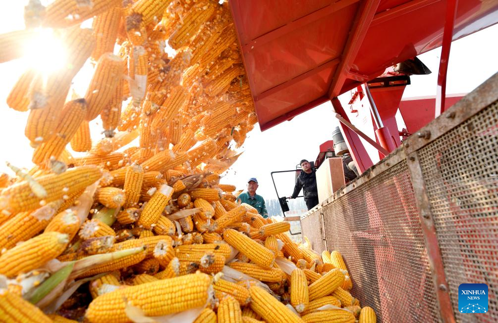 Farmers harvest corns in Hebei, N China-Xinhua