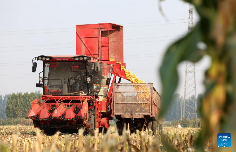 Farmers harvest corns in Hebei, N China-Xinhua