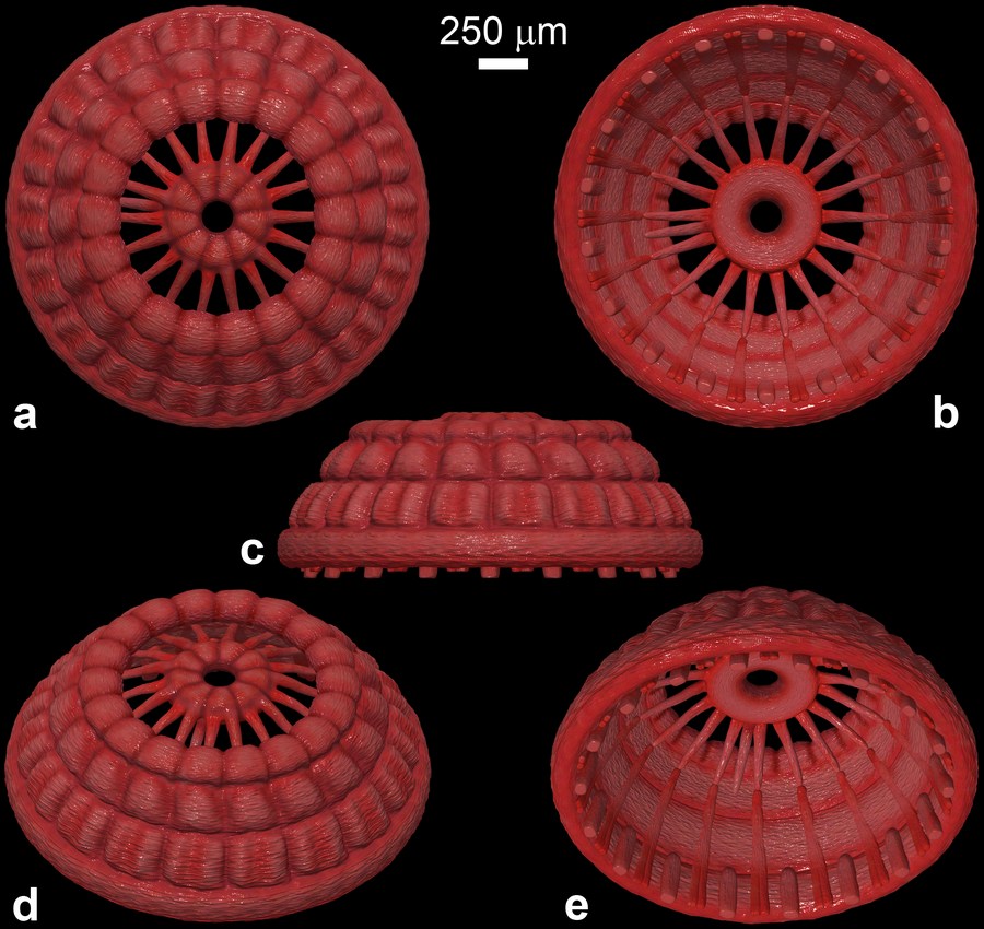 535-million-year-old animal microfossils with rare preserved muscle ...